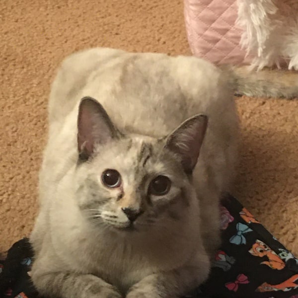 TNR Cat Tee Shirt| Trap Neuter Return | Grey Slim Fit Size M Ladies ...