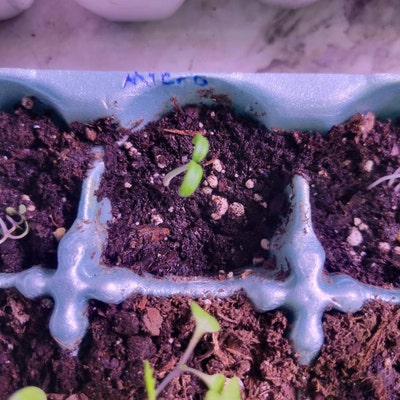 Micro-tom Tomato Seeds Organic - Etsy