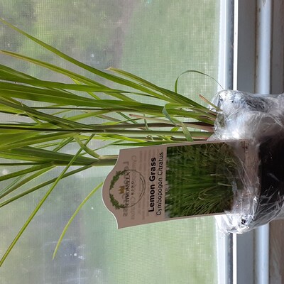 1 Pound FRESH Cow Manure/organic for Plant Growth and Other Uses From ...