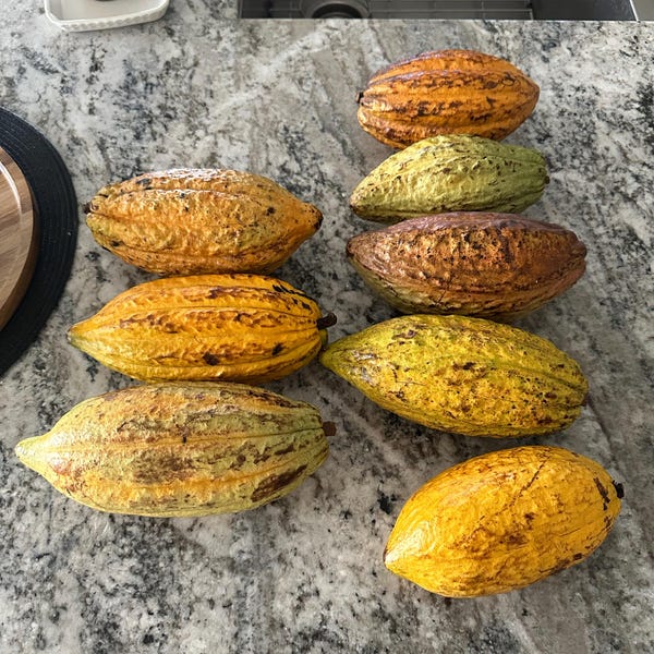 Live Ambika Mango Tree Rare Indian Variety Sweet Fiberless Fruit Approx ...