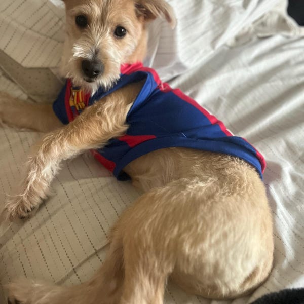 Liverpool FC -inspired Personalised Pet Tank Top With Original FC Logo ...