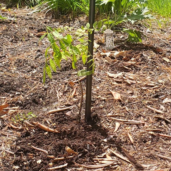 Hoya Keysii (hoya Australis) 1yo Plant With 5-6 Leaves Well Rooted ...