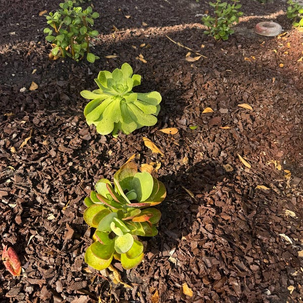 California Sunset, Sedum Sunset, Hardy Succulents - Etsy