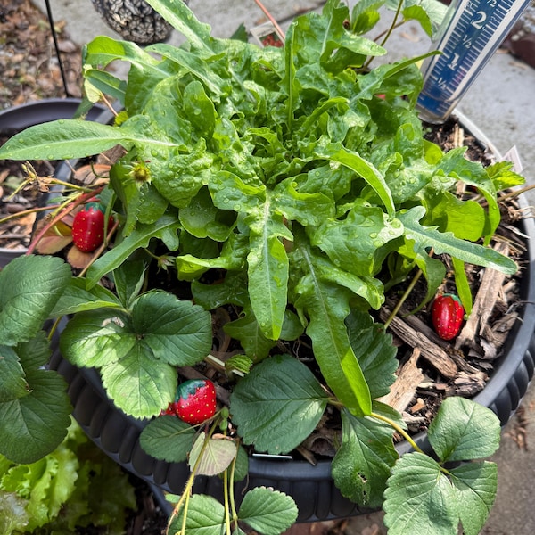 Pastel Cone Trees, Mini Trees, Pom-pom Trees, Christmas, Easter ...