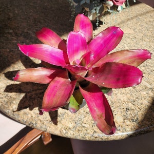 Aechmea Bracteata full Sun - Etsy