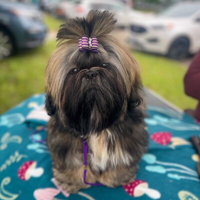 Dog Bows & More zeva Topknot Show Bow. Shih Tzu Show Bow, Yorkie Show ...