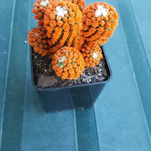 Mammillaria Round Ball Cactus Rare Succulent Live Plant | Etsy