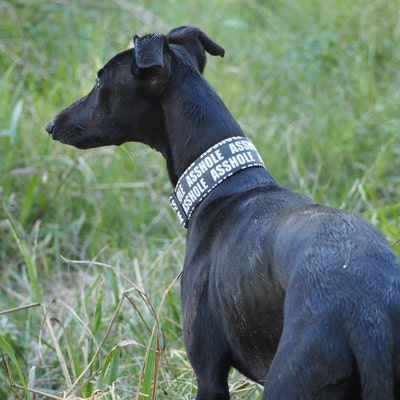 Dog Collar/fresh Out of Fus Dog Collar/ Flower Dog Collar/ Cussing Dog ...