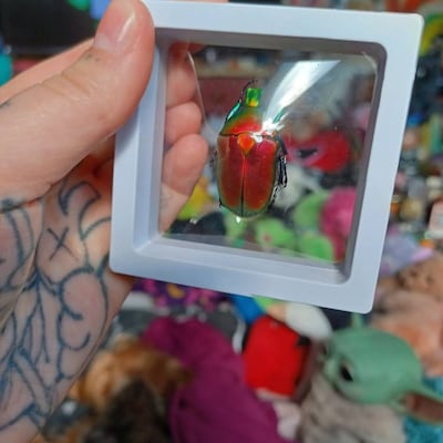 The Prola Beauty Red Flasher Butterfly panacea Prola - Etsy