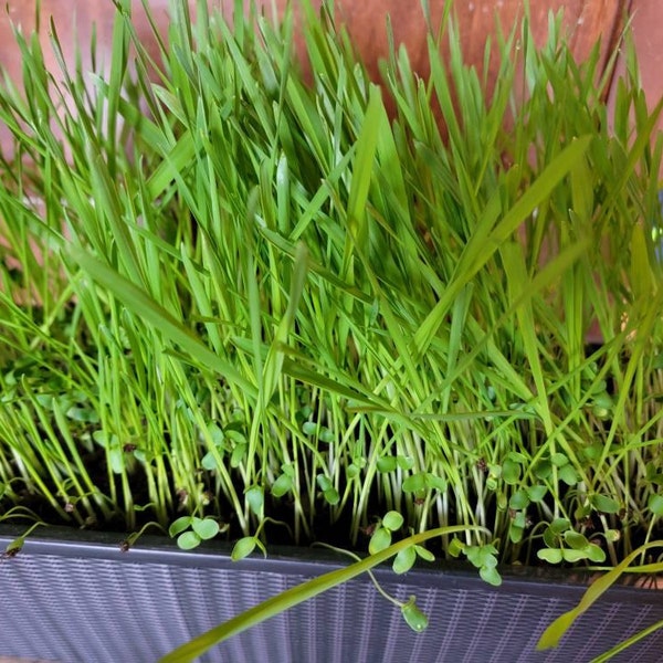 Cat Grass Microgreen Sprouting Mix Seeds, Wheatgrass, Barley & Flax Mix ...