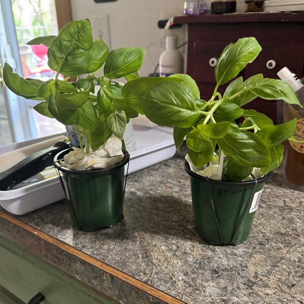 Purple Basil Live Plant ~ Red Rubin ~ Ready for Planting in Home Garden ...