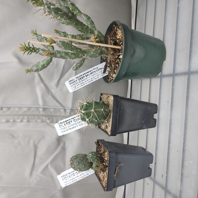 OP027: Opuntia Debreczeyi 'alberta Sunset' spineless Cat's Paw Cactus ...