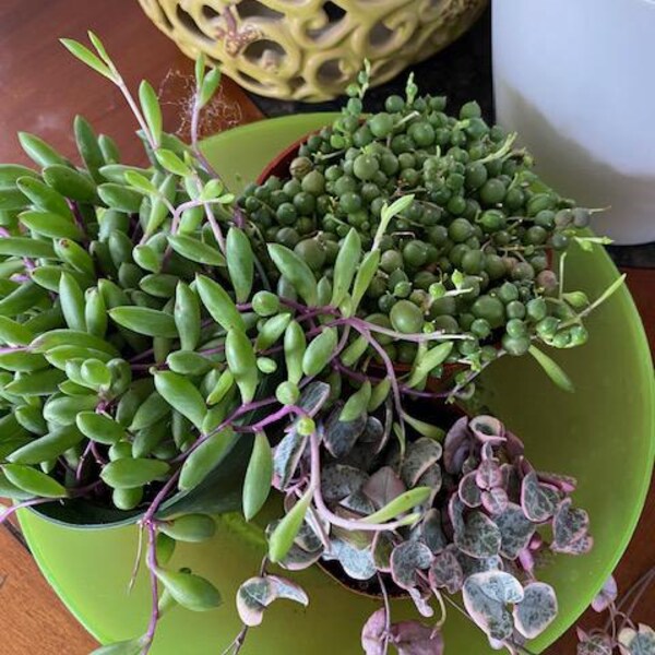 Ruby Necklace, String of Rubies, Little Pickles, Othonna Capensis ...