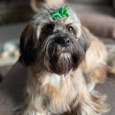 30 Small Light Weight Double Looped Chiffon Dog Bows Dog Grooming Bows ...