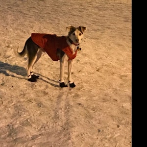 Finish Top Dog Booties Set of 4 Sled Dog Snow Boots Iditarod | Etsy