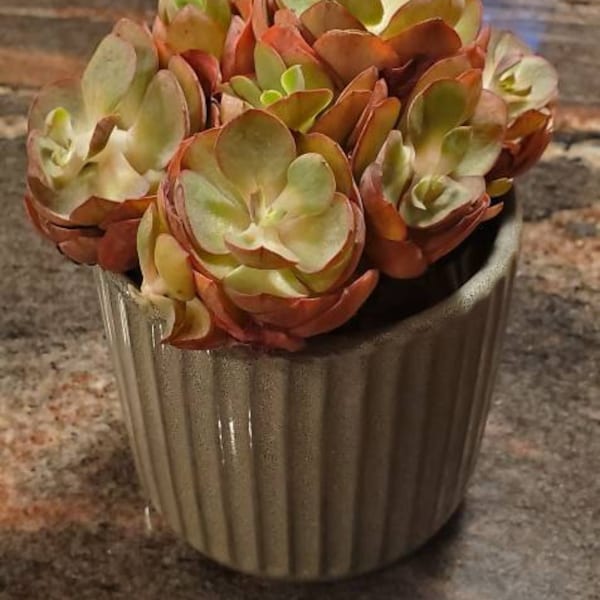 Echeveria Sunyan,succulent Plant,succulent Gifts - Etsy