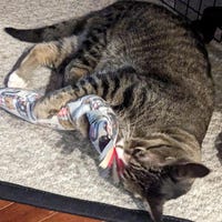 KITTY KICKERS! 14” Long X 3” Wide. Made With Fresh CATNIP by ...