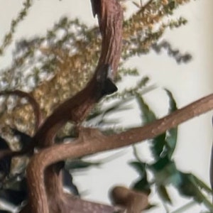 Giant Ice Age Capybara Fossil Set - Etsy