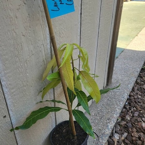 Red Diamond Red Crystal Seedless Guava Crisp Extremely Rare - Etsy