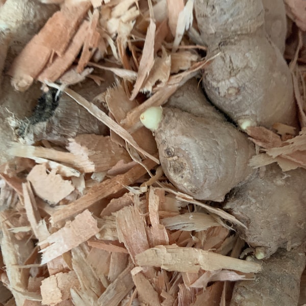 3 Organic Peruvian Ginger Rhizomes for Planting. Bulbs Will Arrive Pre ...
