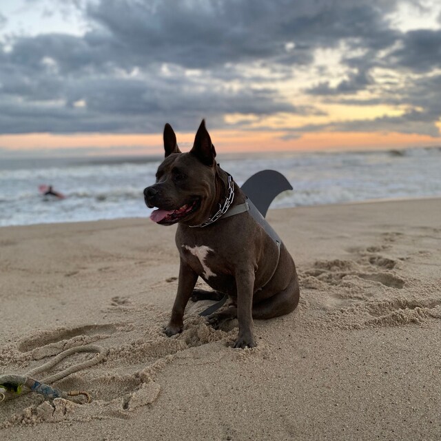 Shark Fins For Dogs. Dog Shark Fins. Shark Dog by LABRASHARK