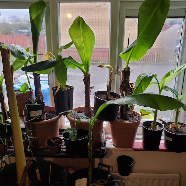 Banana Tree 12-24"* Musa Misi Luki Rare Live Plant Organic Besttasting ...