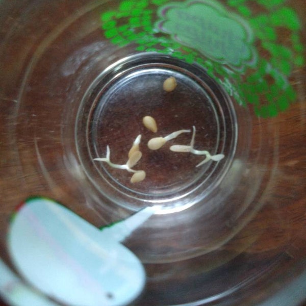 Cucamelon Seeds - Heirloom, Open Pollinated, Non GMO - Grow Indoors ...