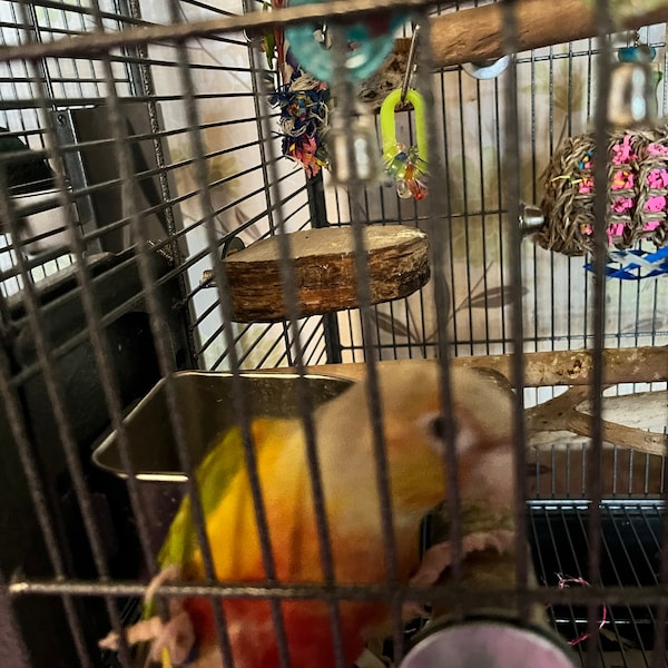 Natural Silver Birch Hardwood Round Log Slices Rustic Green Hard Wood ...