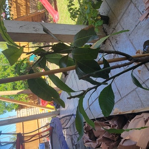 Rose Apple Tree 3-4 Feet Tall Crispy & Crunchy Refreshing Fruit - Etsy