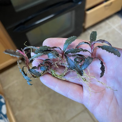 BUY 2 GET 1 FREE Bucephalandra Buce Godzilla Kedagang Red Easy Live ...