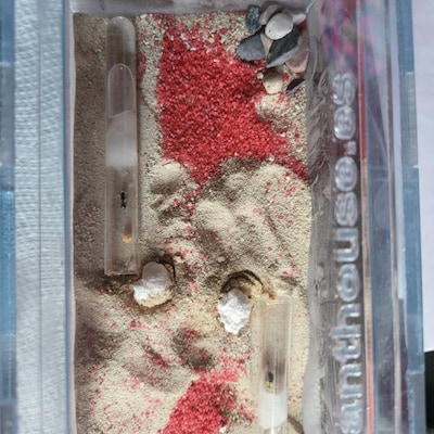 Sand Ant Farm BIG anthill, Formicarium, Educational, Ants NO ANTS - Etsy