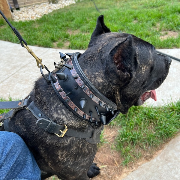 Extreme Collars Handmade Dog Collars Personalized Collars Dog Gift ...