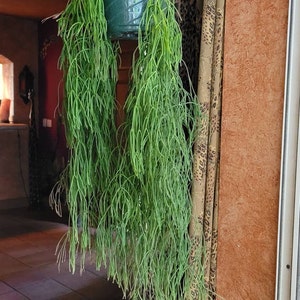 Aloe white Fox Succulent Low Maintenance Plant - Etsy