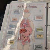 Buy Human Anatomy Busy Book PRINTABLE Human Body Worksheets | Preschool ...