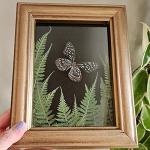 Extra Large Butterfly Dome 3 Black Butterflies Real Preserved Taxidermy ...