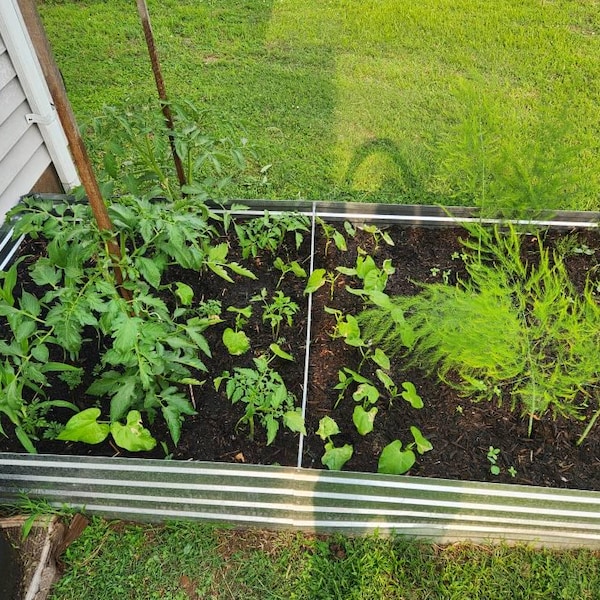 Premium Spacemaster Bush Cucumber - Fresh Organic, Heirloom Seeds ...