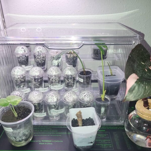 Humidity Propagation Box | Self Watering | Hoya | Acrylic | Nursery ...