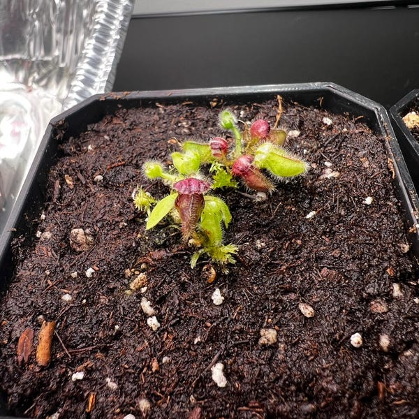 Xyris Difformis Bog Yellow-eyed-grass - Etsy