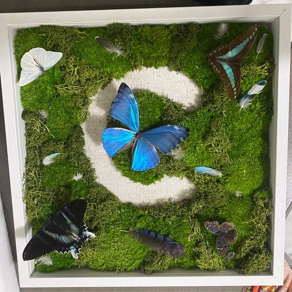 The Blue Buckeye Butterfly, Junonia Rhadama, Unmounted (wings FOLDED ...