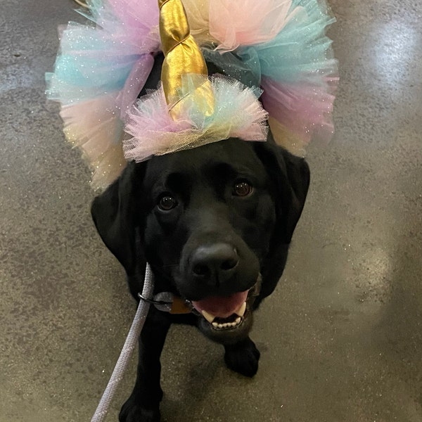 Unicorn Dog Costume: Horn Handmade, Cute, Rainbow, Fluffy Princess Dog ...