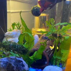 Floating Java Moss With Plant Anchor Live Aquarium Plant Terrarium ...