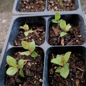 Noni Seeds/morinda Citrifolia/hawaiian Canoe Plant/hawaii Trees ...