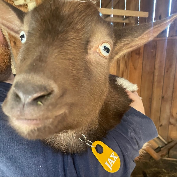 Custom Goat and Sheep Collar Tags - Etsy
