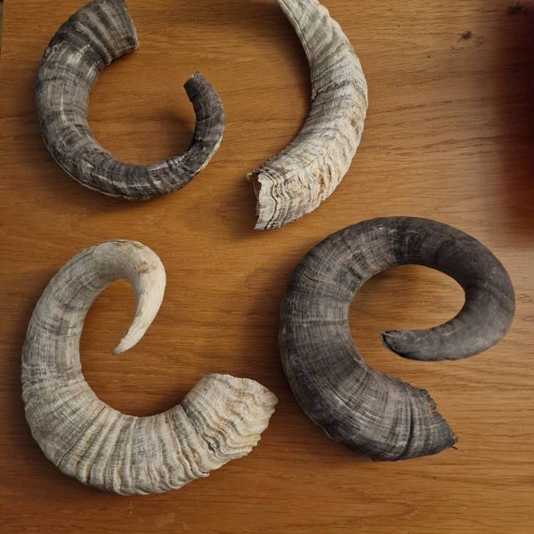 A Pair of English Wild Red Fox Bones - Etsy