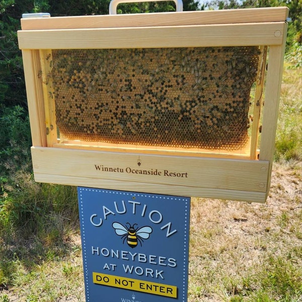 Observation Hive, Apiary Bee Hive for Classroom, Urban Beekeeping or ...