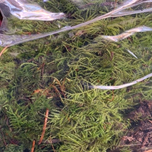 Live Sheet Moss for Terrariums, Vivariums, Moss Gardens - Etsy