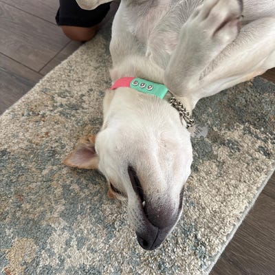 Funny Sayings Tag, Lightweight Tag, Funny Tag, Fun Dog Tag, Aluminum ...