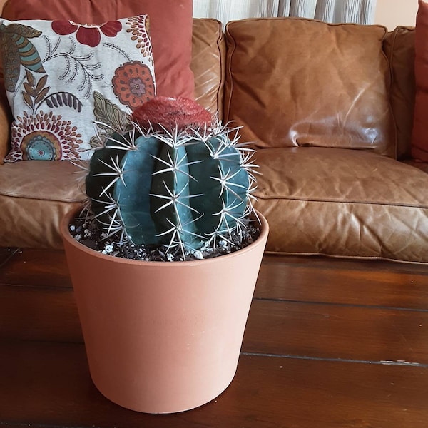 Melocactus Curvispinus Live Rooted Cactus From Seed Grown - Turk's Cap ...