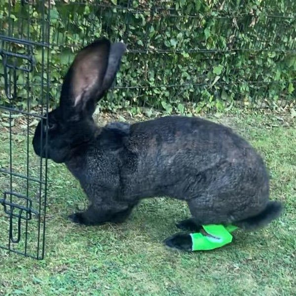 Size: Jumbo Rabbit Hock Socks 2-way Straps - Etsy