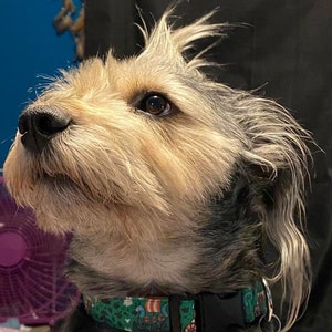 Fable Floral Purple Dog Collar Martingale Dog Collar Clip | Etsy